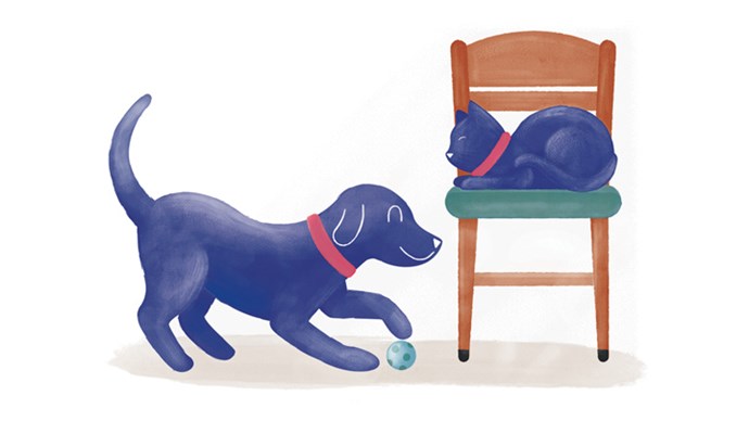 Pet Ultrasound | Dog & Cat Ultrasound | Medivet