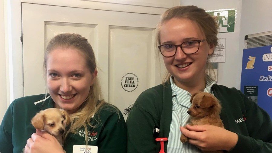 Vet in Biggleswade | Medivet