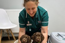 Vet in Ripon | Medivet