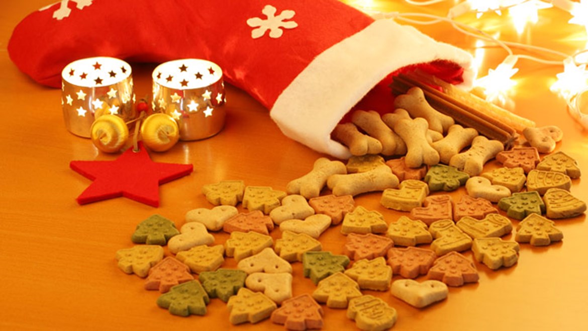 Christmas Dinner for Dogs & Cats | What Can Pets Eat? | Medivet