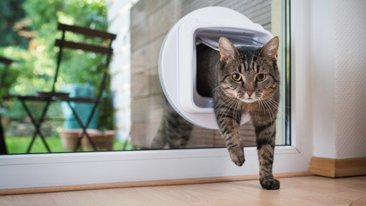 Microchipping cats and kittens | Advice article | Medivet
