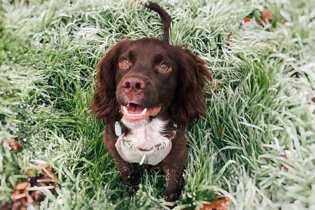 Medivet 24 Hour Poole | Vet in Parkstone | Medivet