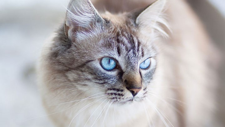 How to Tell if Your Cat is Blind or Deaf | Medivet