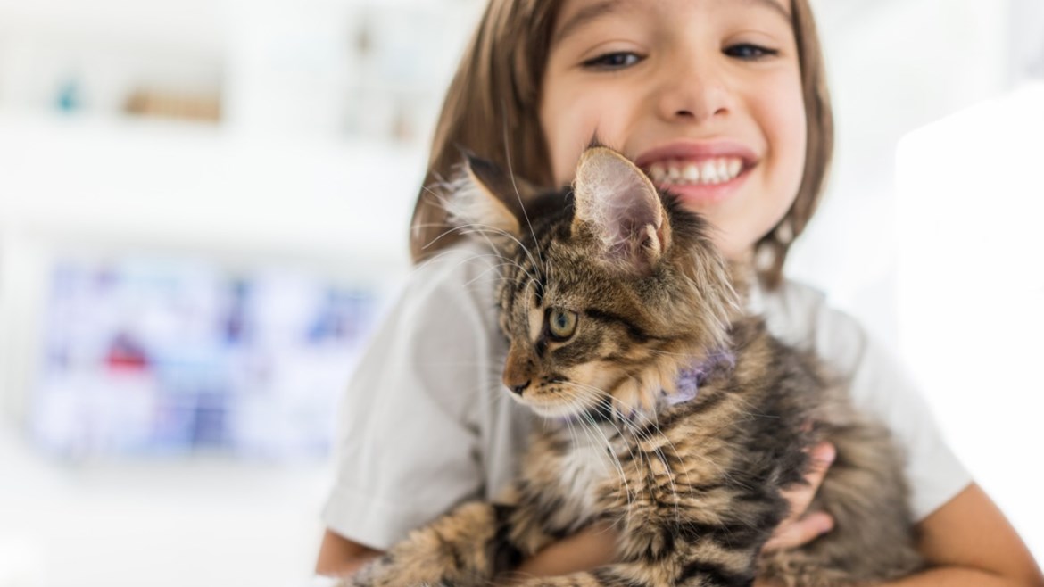 Most Common and Popular Cat Breeds in the UK | Medivet