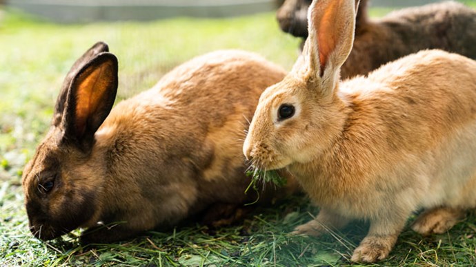 Common and Abnormal Rabbit Behaviours | Medivet