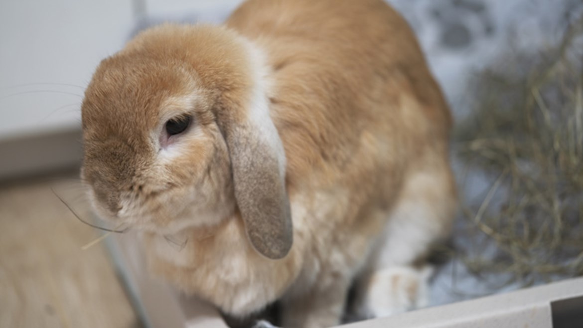 Rabbit Neutering Near You | Neutering Your Rabbit | Medivet