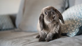 Rabbit Heart Disease | Normal Rabbit Heart Rate | Medivet