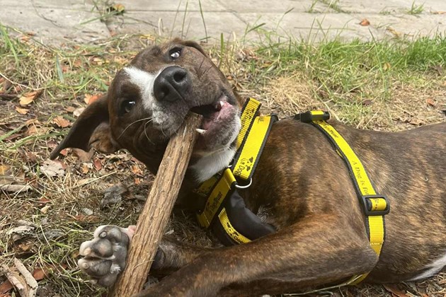 Medivet 24 Hour Shrewsbury | Emergency Vets Shrewsbury