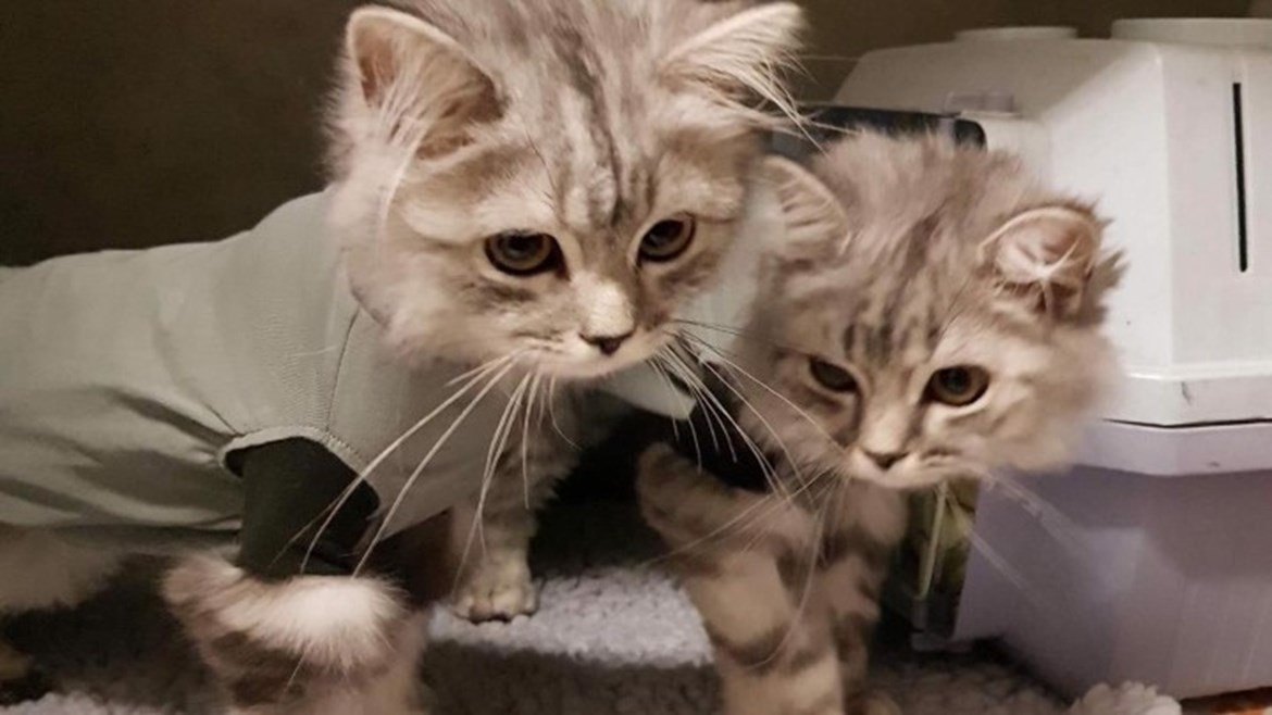 Pioneering operation gives kittens the chance of a normal life