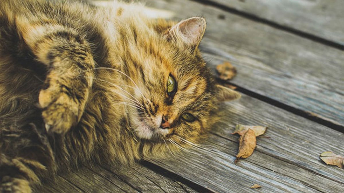 Pet MRI Scans | Dog, Cat & Rabbit MRI | Medivet