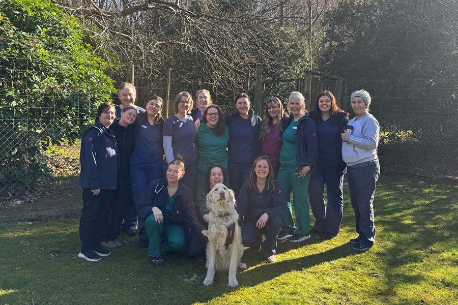 Medivet 24 Hour Faygate | Emergency Vets Faygate