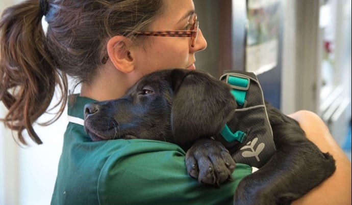 Puppy Advice | Latest Advice for Caring for your Puppy | Medivet