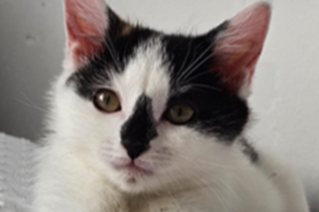Medivet 24 Hour Ashton | Vet in Mossley | Medivet