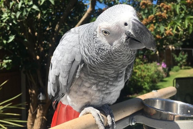 Vet in Daventry | Medivet