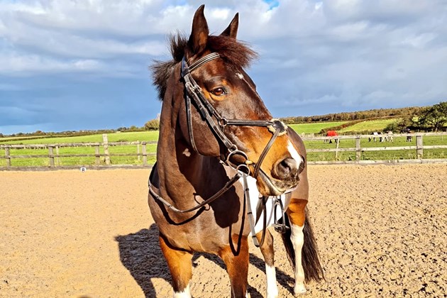 Medivet 24 Hour Alder | Emergency Vets Alder