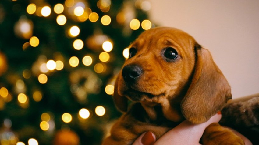Christmas Advice | Pet Care Advice | Medivet