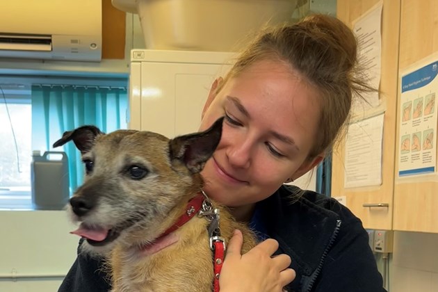 Vet in Bromley | Open Saturdays | Medivet