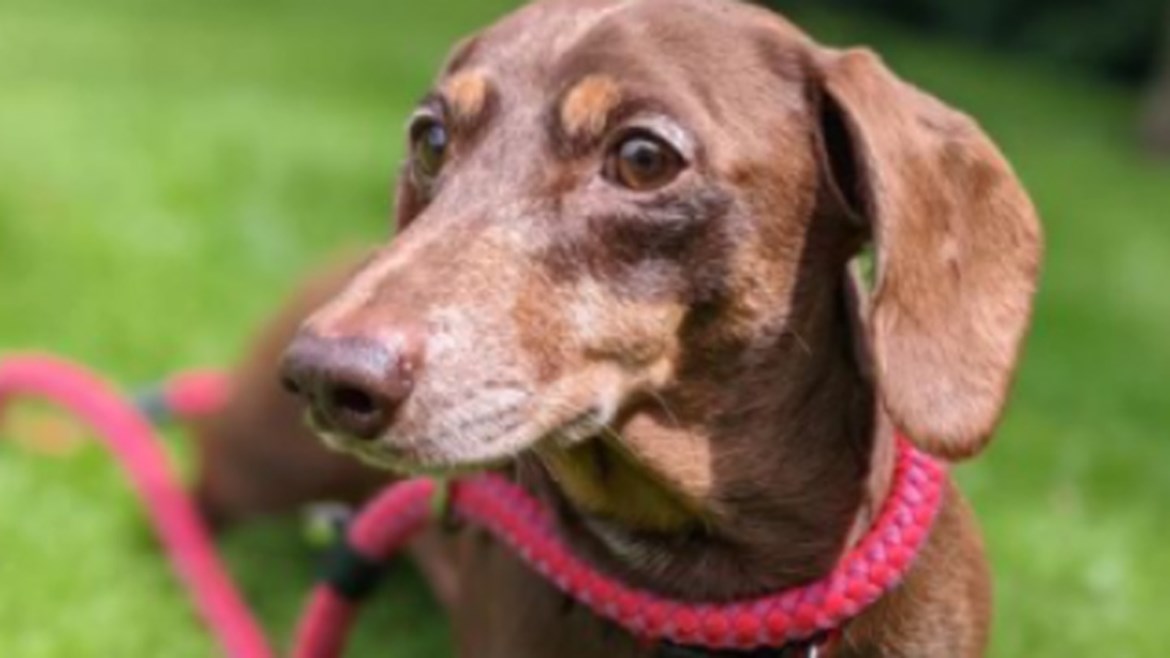 Percy the Dachshund’s difficult disc debacle