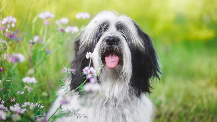 Toxic bulbs for your dog to avoid | Dog poisons | Medivet