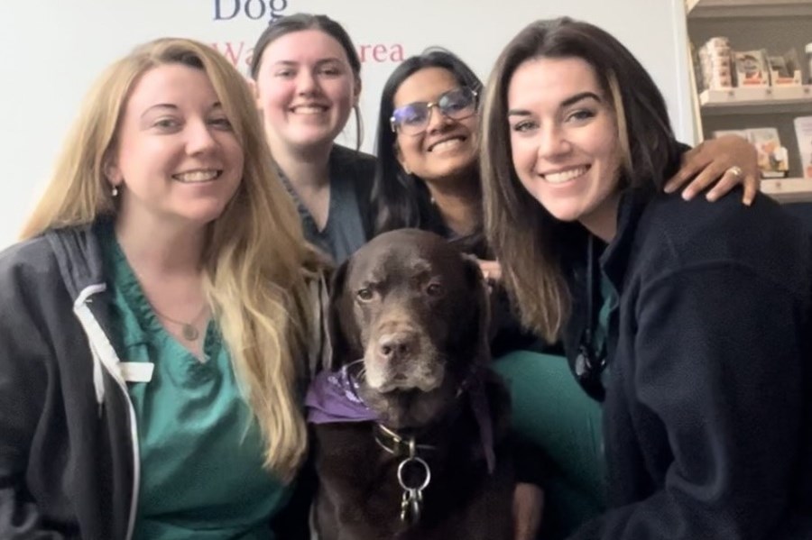 Vet in Cuffley | Medivet