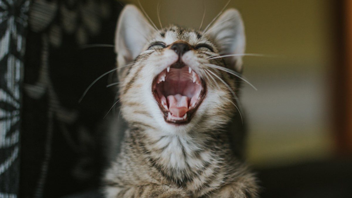 How to Look After Your Cat’s Teeth | Cat Dental Tips | Medivet