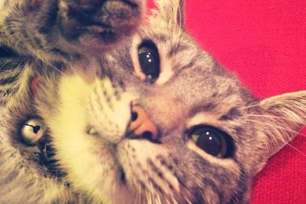 Medivet 24 Hour Hendon | Emergency Vets Hendon