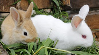 Worms in Rabbits | Symptoms & Worming Treatment | Medivet