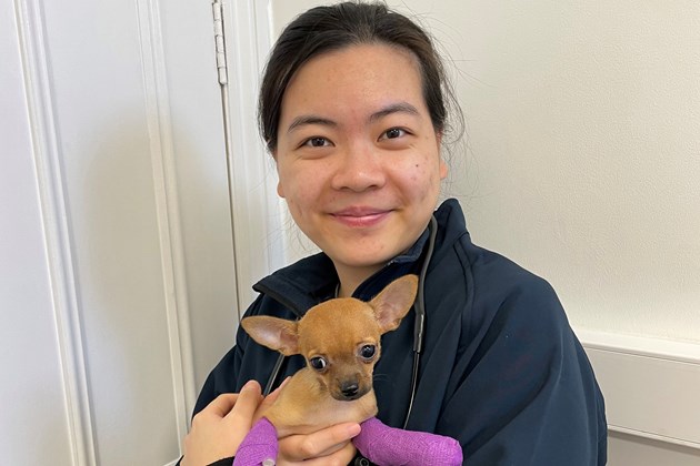 Vet in Crouch End | London Vets | Medivet