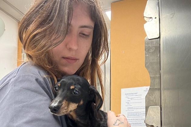 Vet in Notting Hill Chepstow Corner | London Vets | Medivet