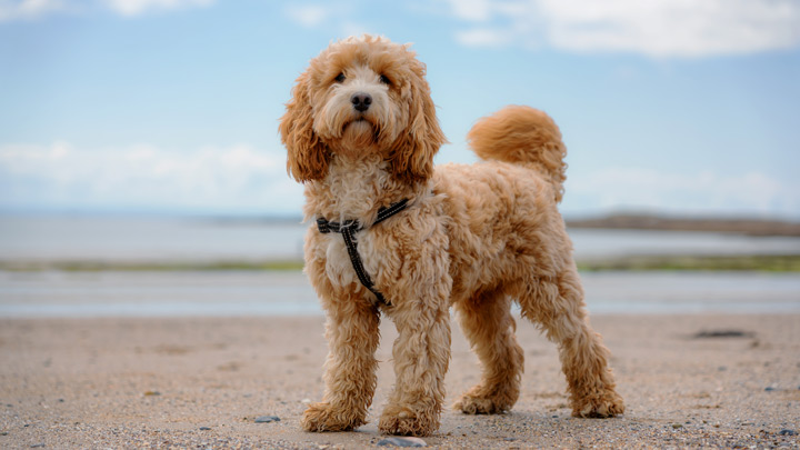 Medivet Dog Health Plan | Medivet UK