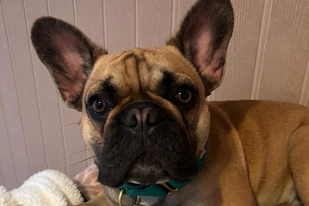 Medivet Bedworth Heath Rd | Vet in Bedworth | Medivet