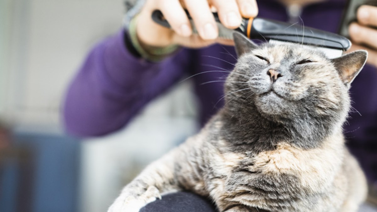 Pet Fleas | Symptoms, Signs & Treatment of Fleas | Medivet