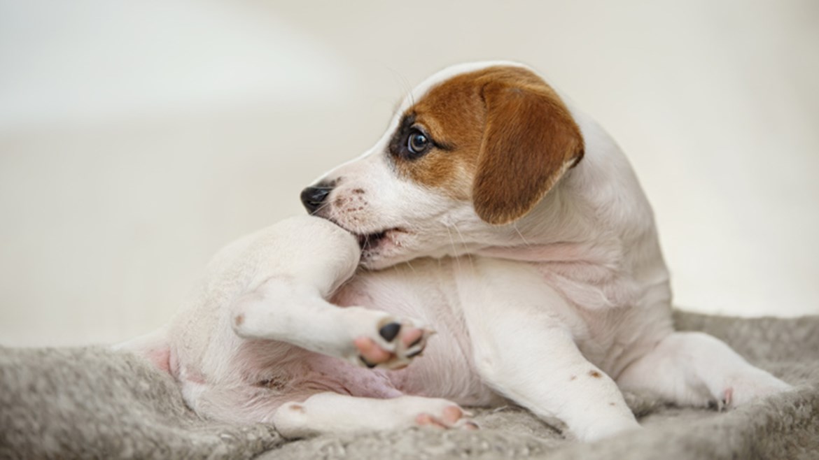 Atopic Dermatitis in Dogs and Cats | Pet Skin Allergy | Medivet