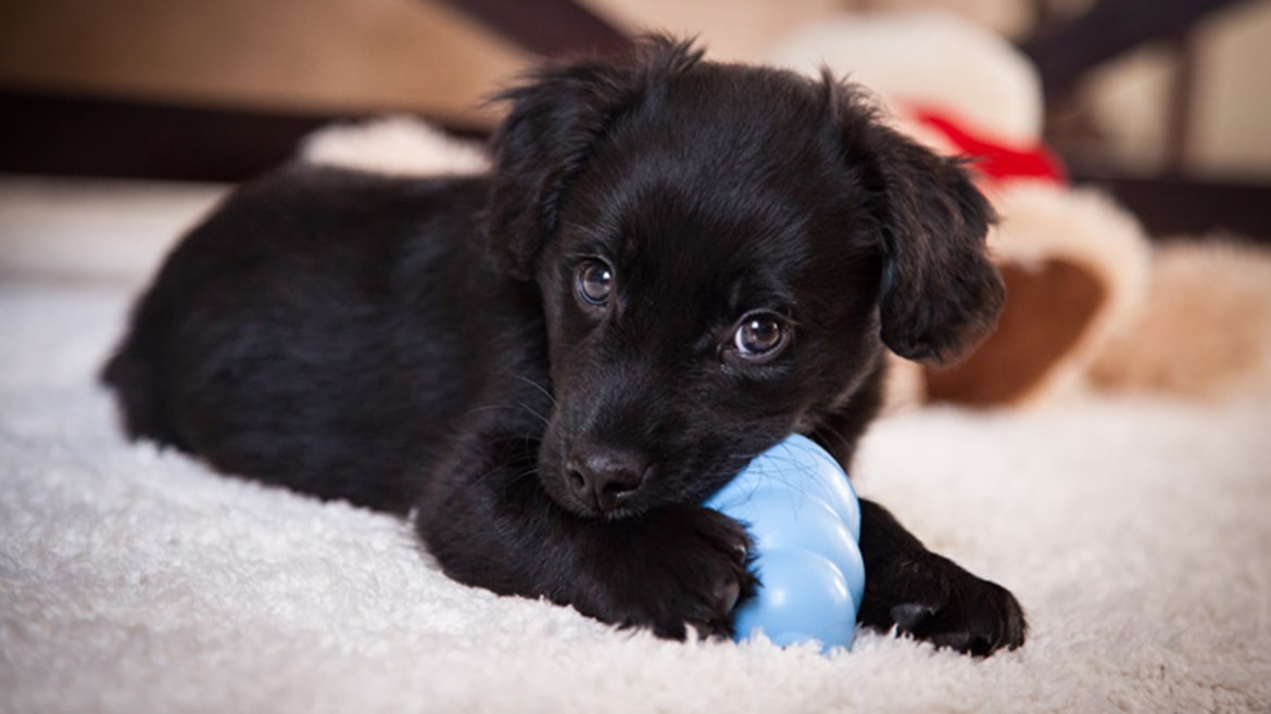 When and How to Stop Puppy Biting | Medivet