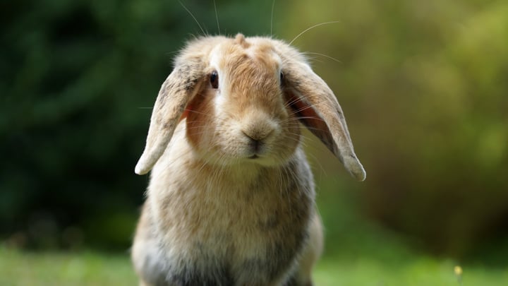 Worms in Rabbits | Symptoms & Worming Treatment | Medivet