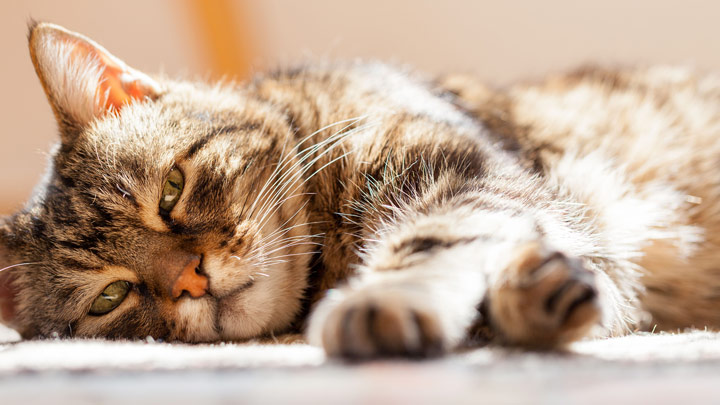 Asma Felina Síntomas, prevención y tratamiento | Medivet