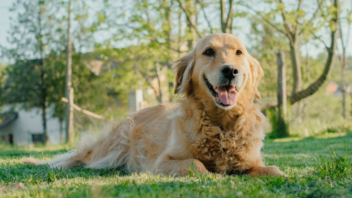 Ceguera y sordera en perros Guía completa | Medivet