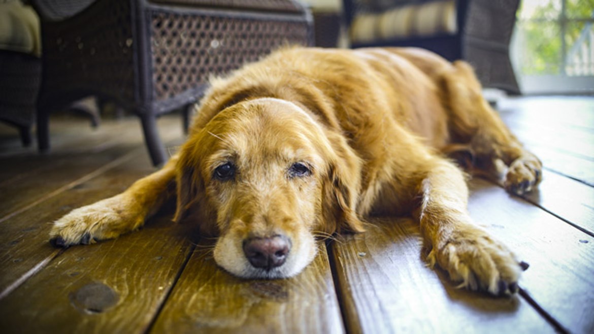 Signs of Arthritis in Dogs | Symptoms and Treatment | Medivet