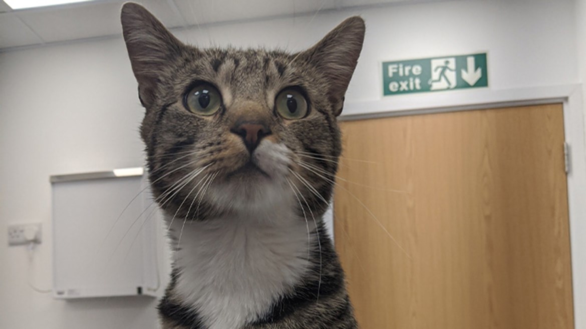 Oscar’s Recovery with Medivet Sutton Farm | Medivet