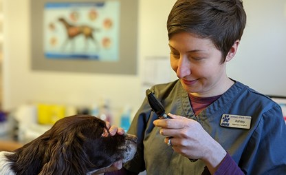 Vet in Northam | Open Saturdays | Medivet