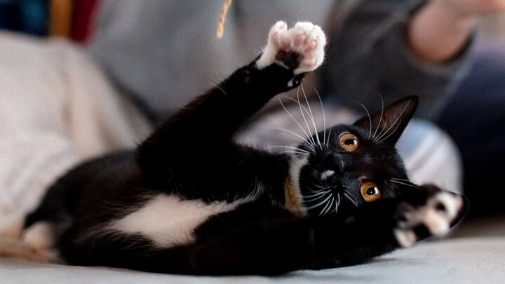 Understanding your Cat's Behaviour l Body Language | Medivet UK