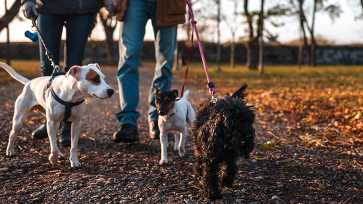 9 New Year’s Positive Resolutions for Pets in 2025 | Medivet