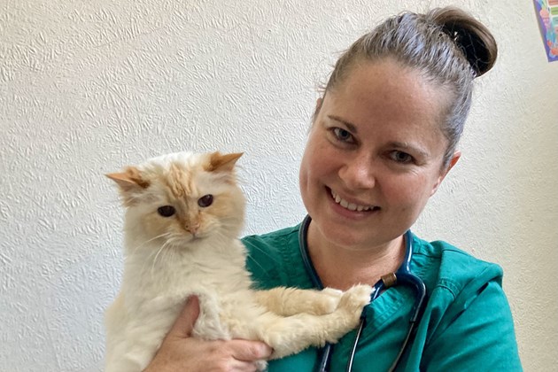 Medivet 24 Hour Faygate | Emergency Vets Faygate