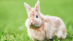 Flystrike in Rabbits | Signs, Symptoms & Treatment | Medivet