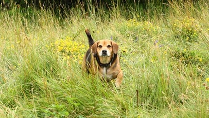 Adder Bites in Dogs | What to do if Your Dog Is Bitten | Medivet