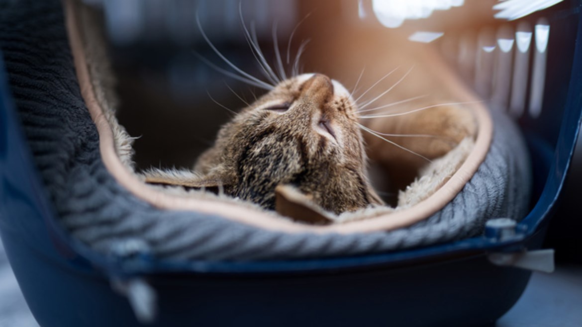 How to Train a Cat | Easy Steps | Medivet