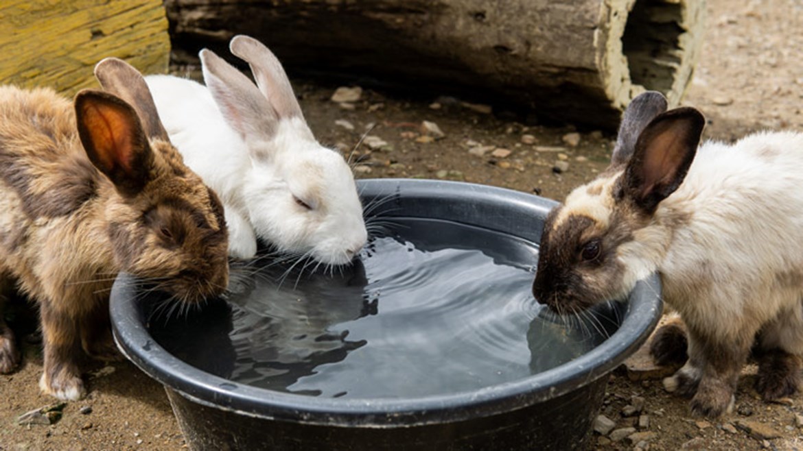 Signs of Heatstroke in Rabbits and How to Prevent it | Medivet