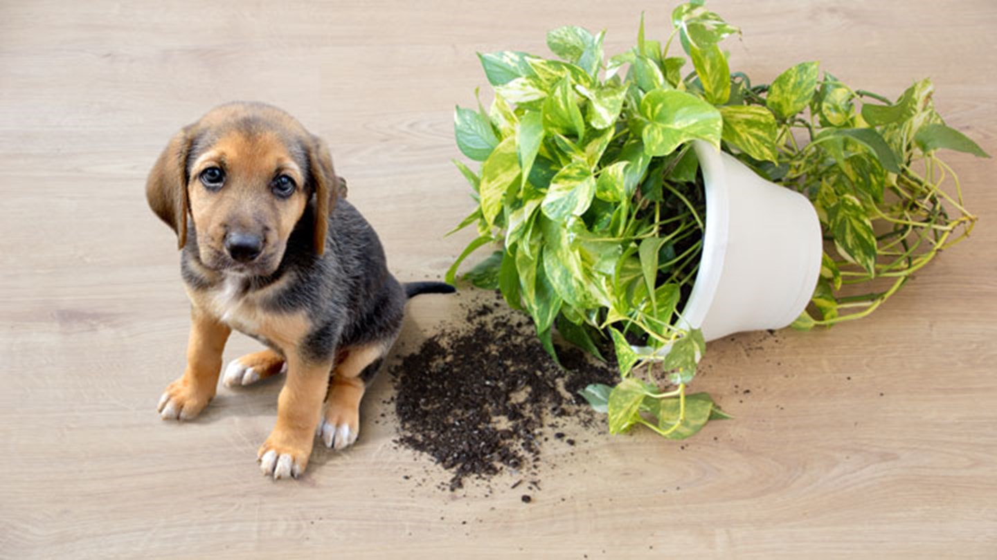 Pet-friendly Cleaning Products | Pets & Cleaning Products | Medivet