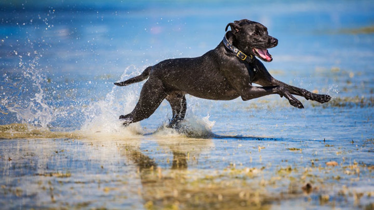 Walking dogs in Hot Weather | Summer Dog Walking Tips | Medivet