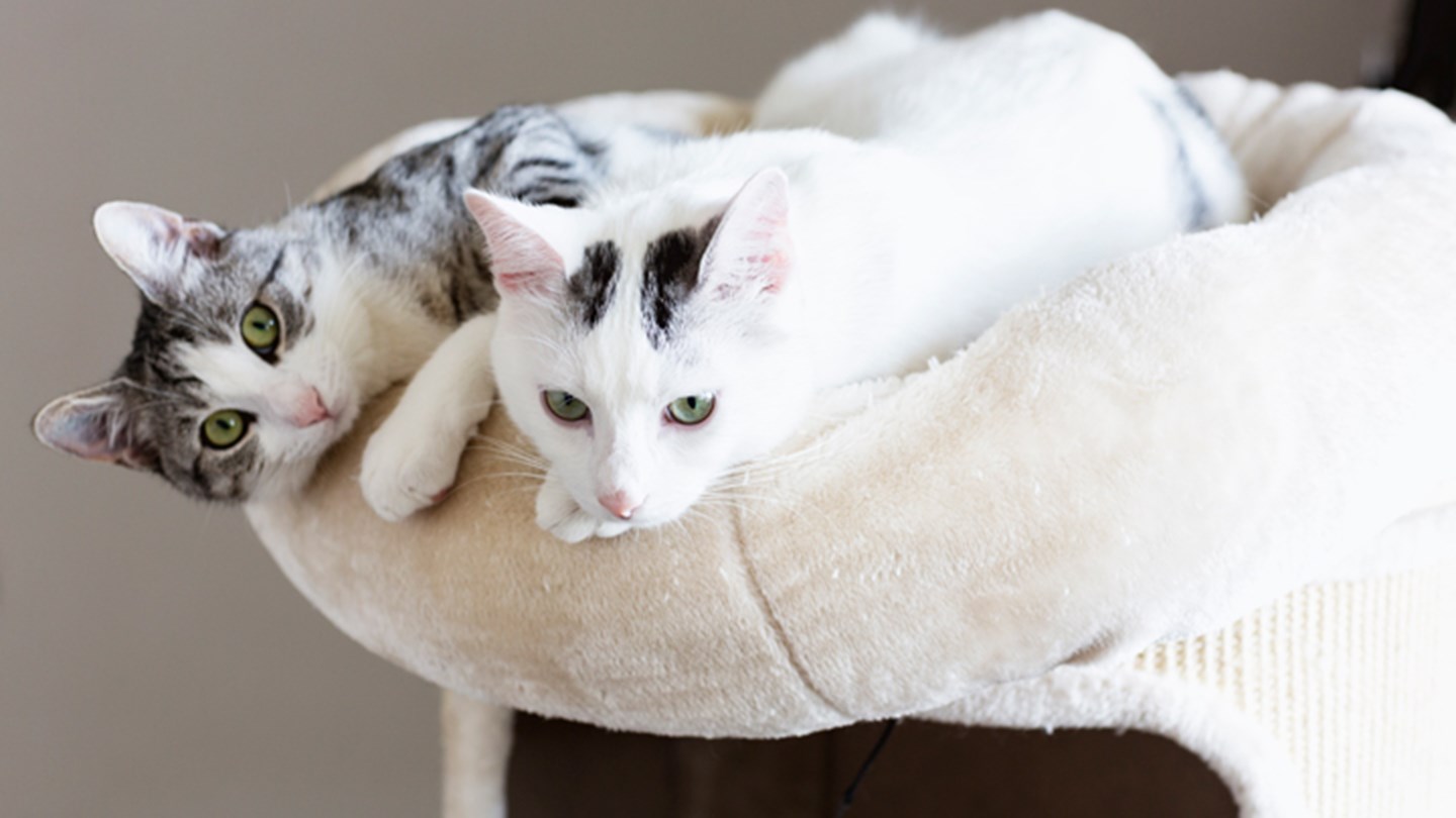 Cat Advice | Latest Cat Care Tips & Advice | Medivet